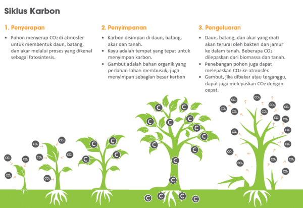 High Carbon Stock Assessment (HCS) – CV. Greenera
